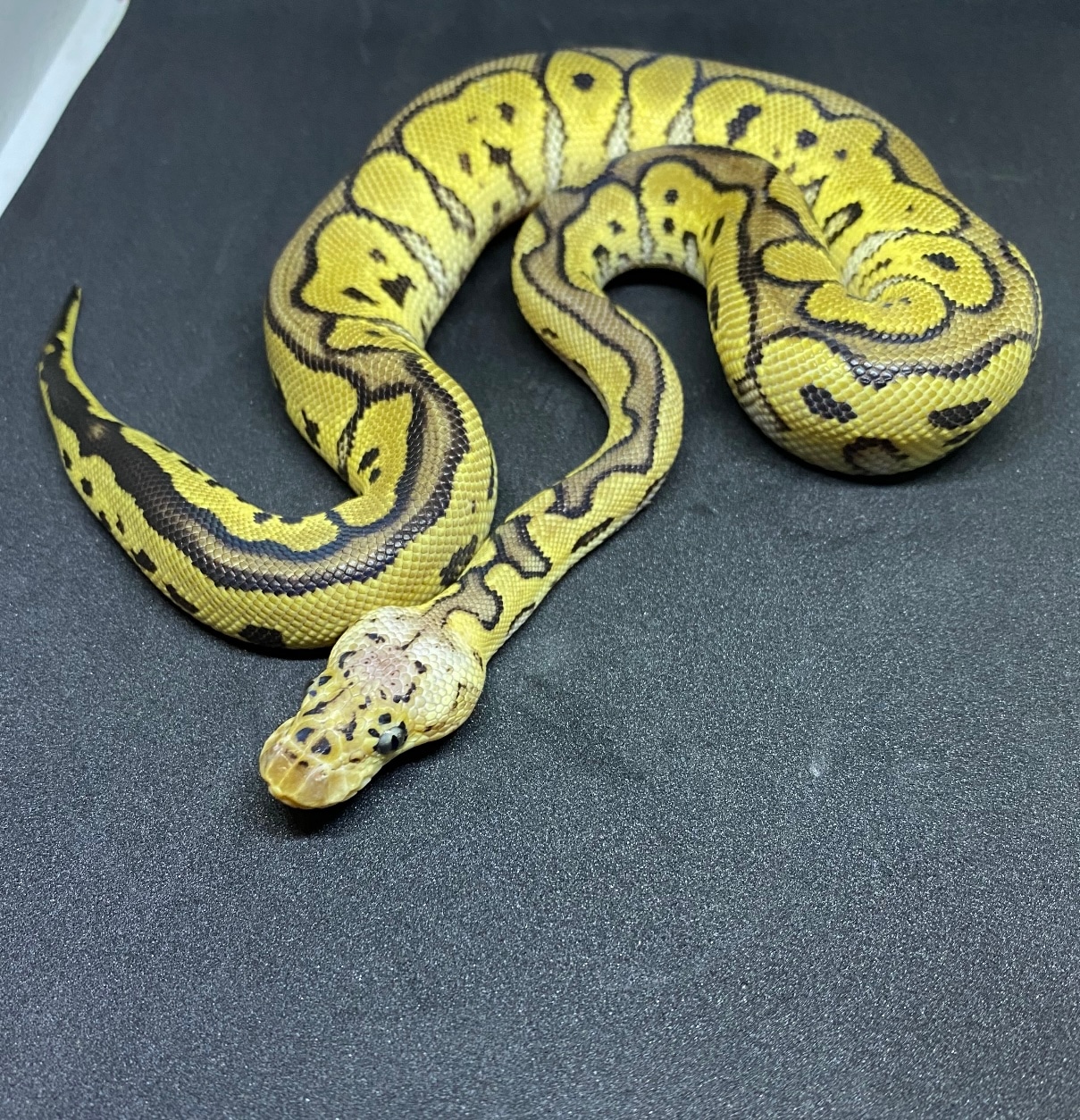 Pastel Clown Ball Python by Hype Morphs LLC - MorphMarket