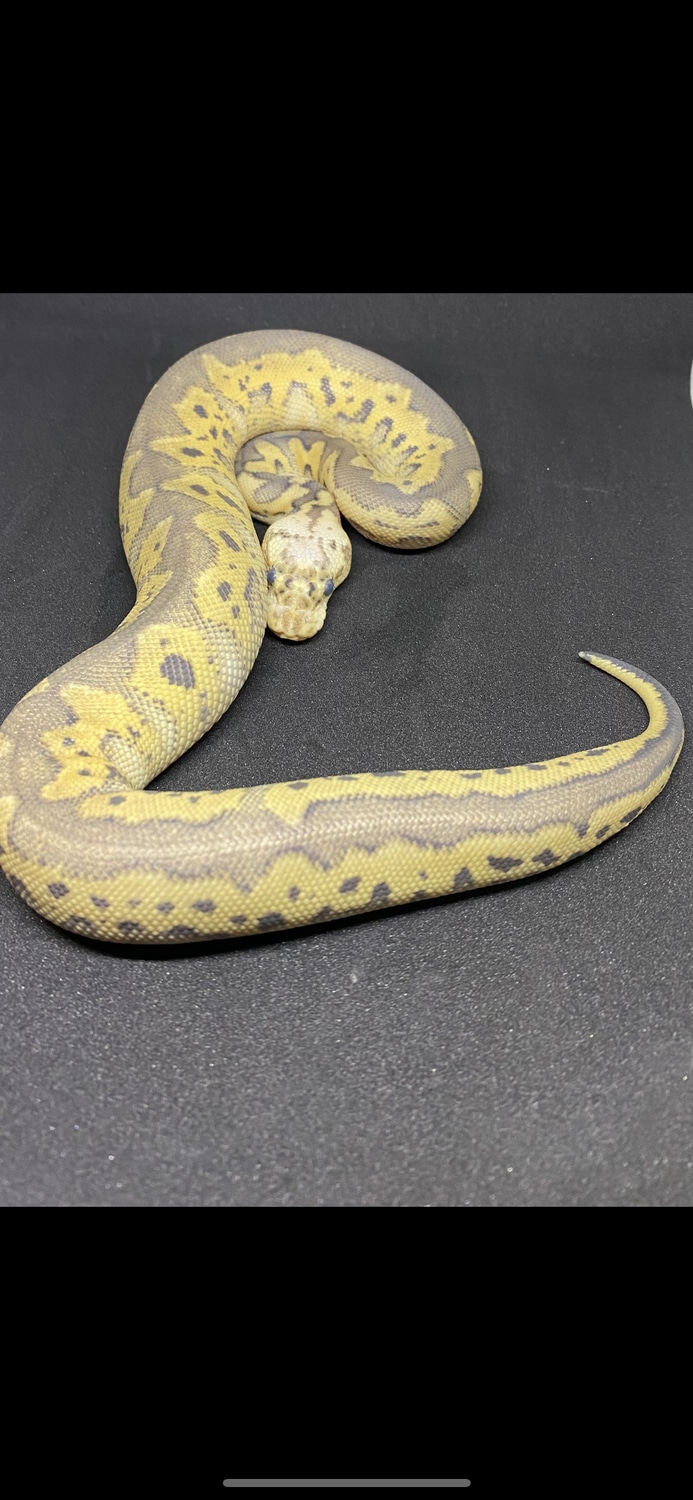 Super Pastel Clown Ball Python by Hype Morphs LLC - MorphMarket