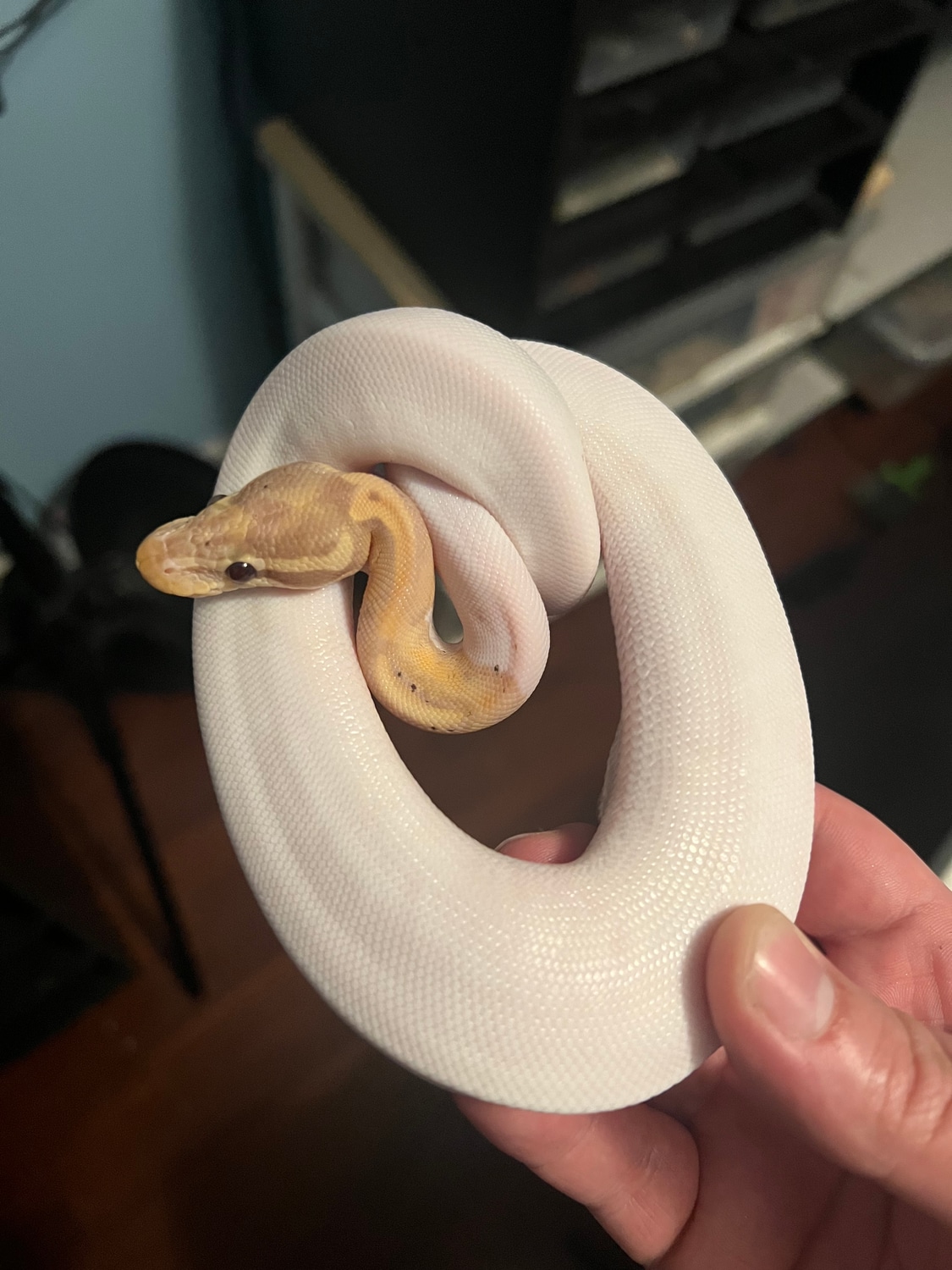Coral Glow Pied Ball Python by Hype Morphs LLC - MorphMarket