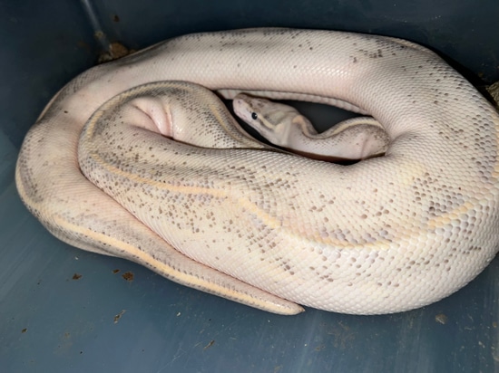 Highway Ball Python by Hype Morphs LLC