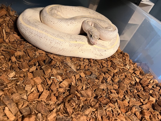 Highway Ball Python by Hype Morphs LLC