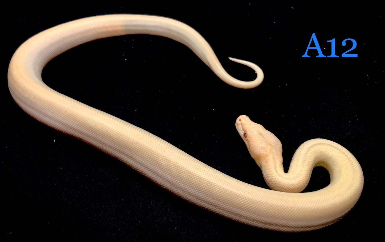 Pearl Green Burmese Python by Solid Snakes - MorphMarket