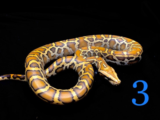 Gulf Coast Caramel Burmese Python by Solid Snakes