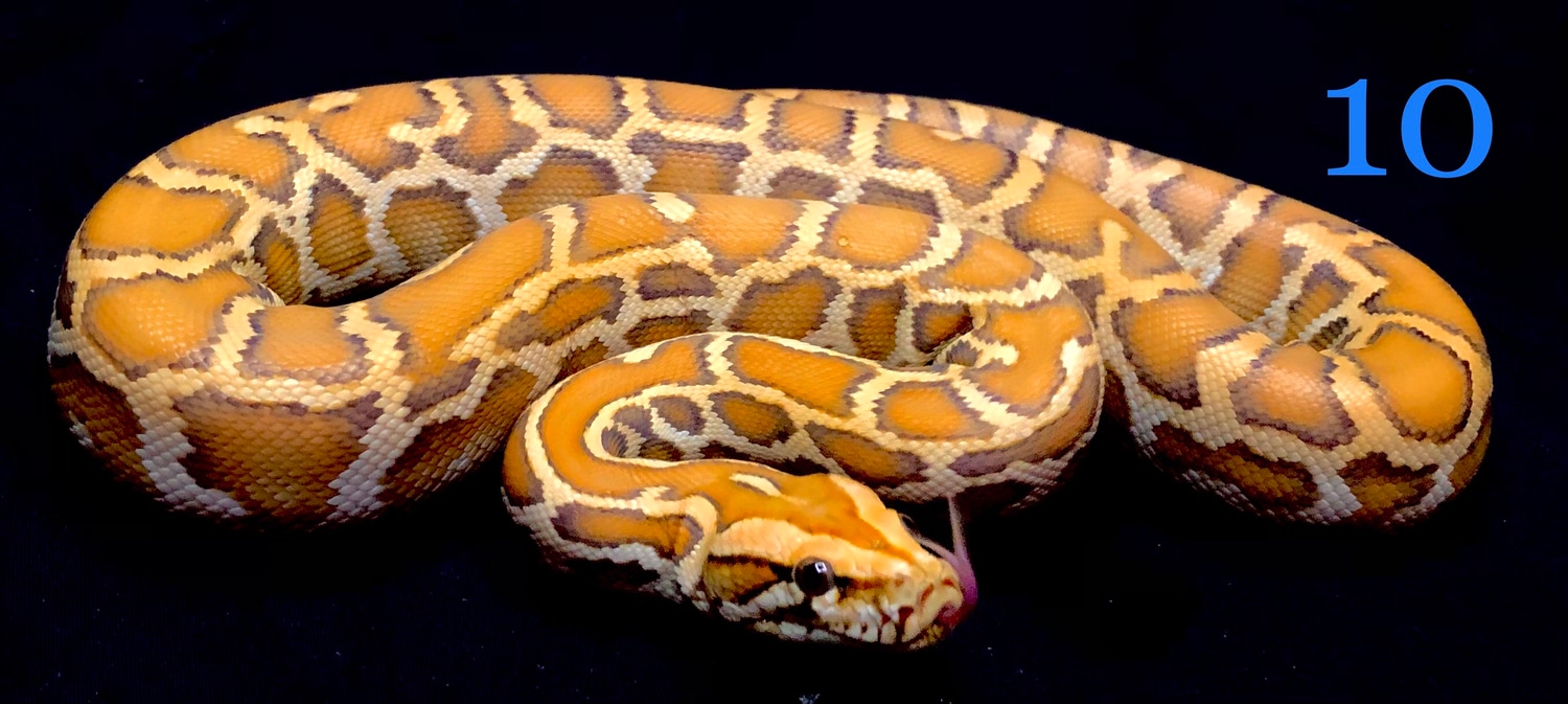 SALE Caramel Burmese Python by Solid Snakes - MorphMarket