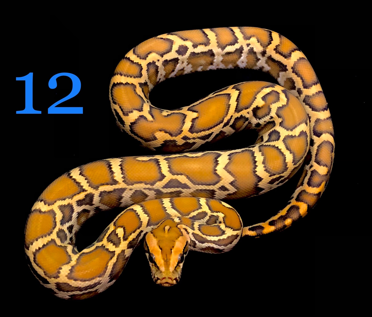 Caramel Burmese Python by Solid Snakes - MorphMarket