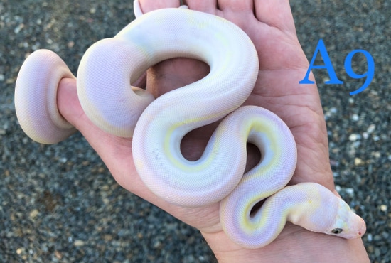 Cow Reticulated Python by Solid Snakes