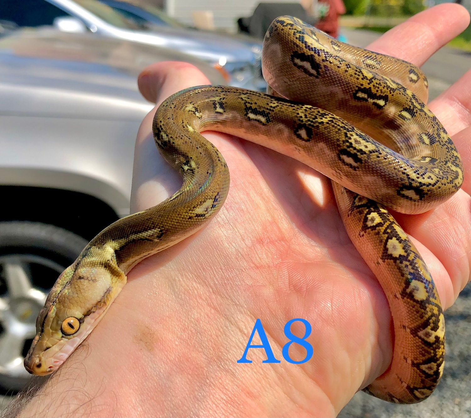 Phantom Reticulated Python by Solid Snakes - MorphMarket