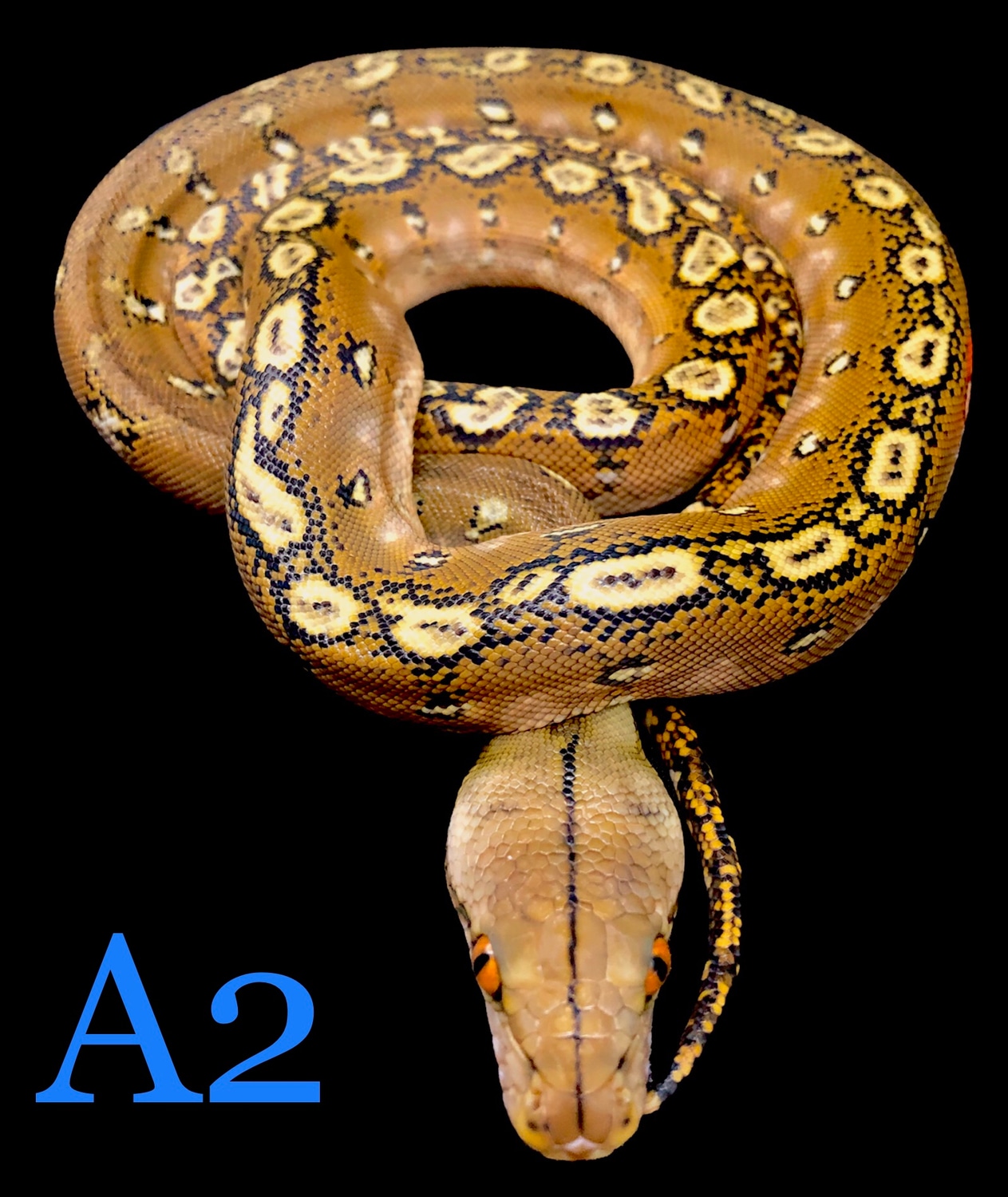 Phantom Reticulated Python by Solid Snakes - MorphMarket