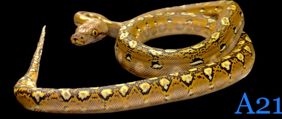 Phantom Reticulated Python by Solid Snakes