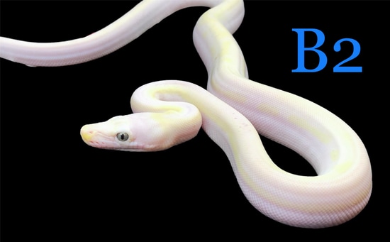 Cow Possible Tiger Reticulated Python by Solid Snakes