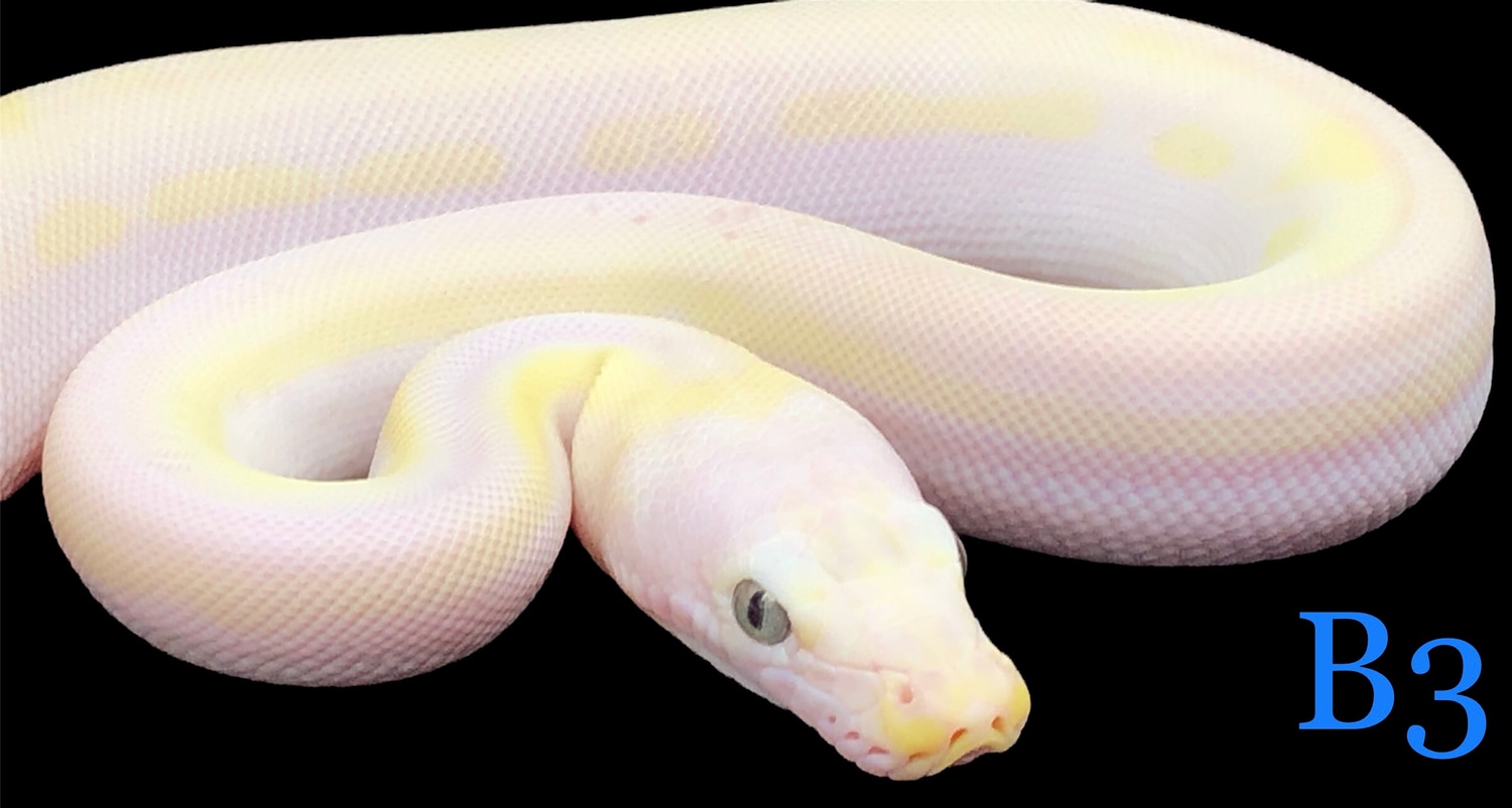 Cow Possible Tiger Reticulated Python by Solid Snakes - MorphMarket