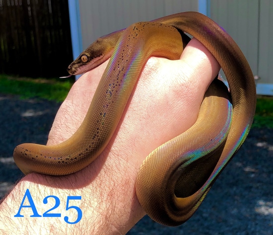 Phantom GC Reticulated Python by Solid Snakes