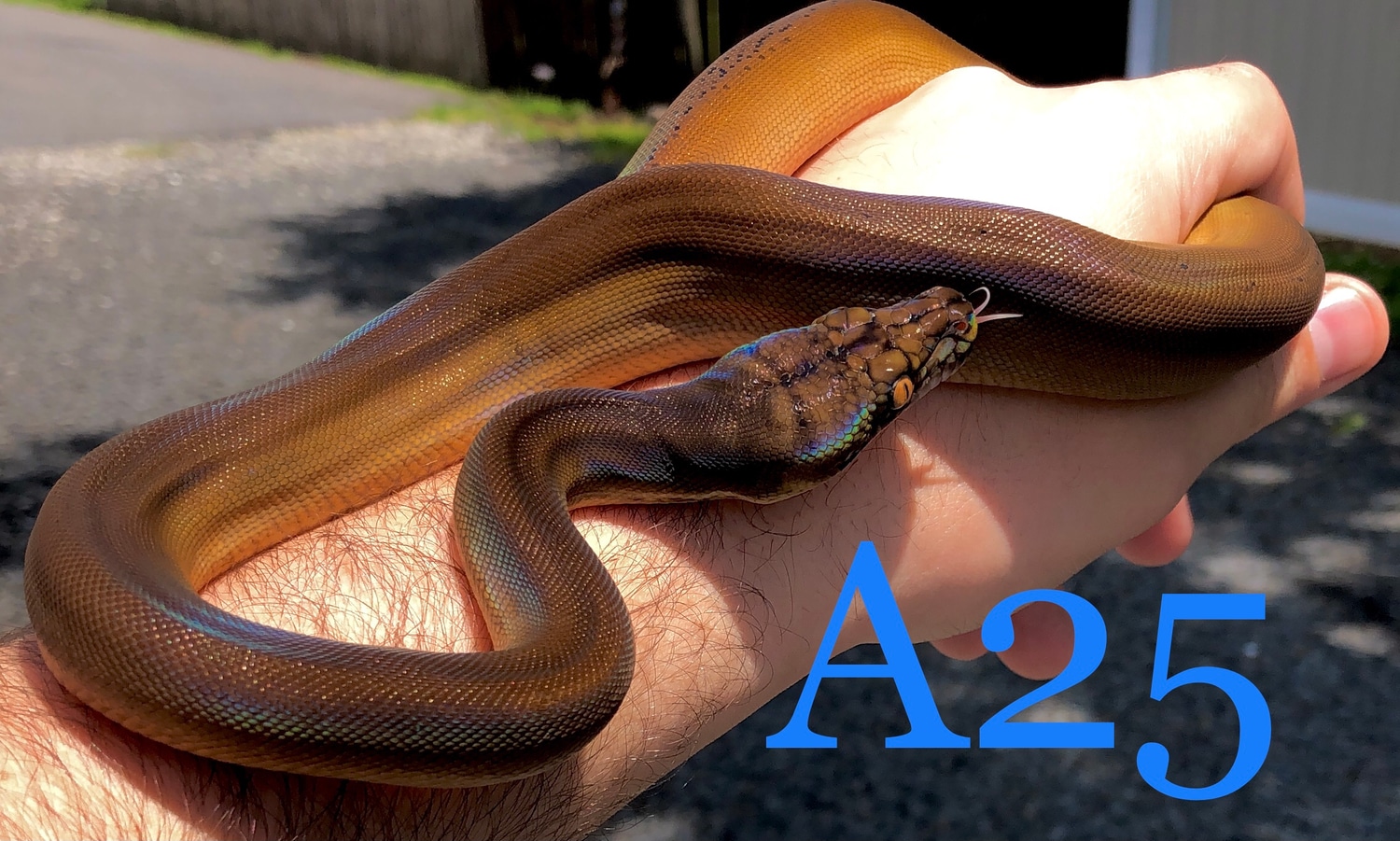 Phantom GC Reticulated Python by Solid Snakes - MorphMarket