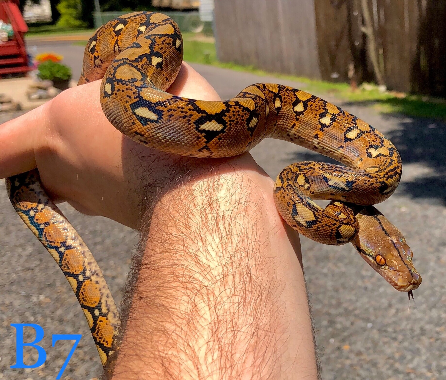 Het Orange Ghost Stripe Reticulated Python by Solid Snakes - MorphMarket