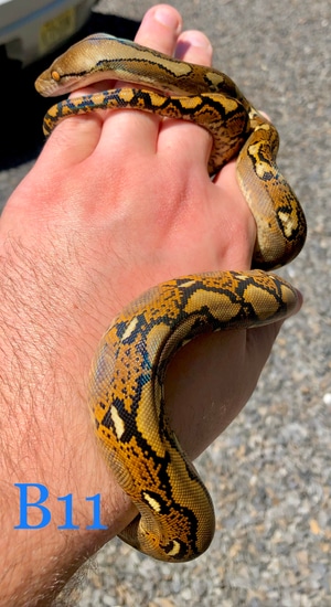 Het Orange Ghost Stripe Reticulated Python by Solid Snakes