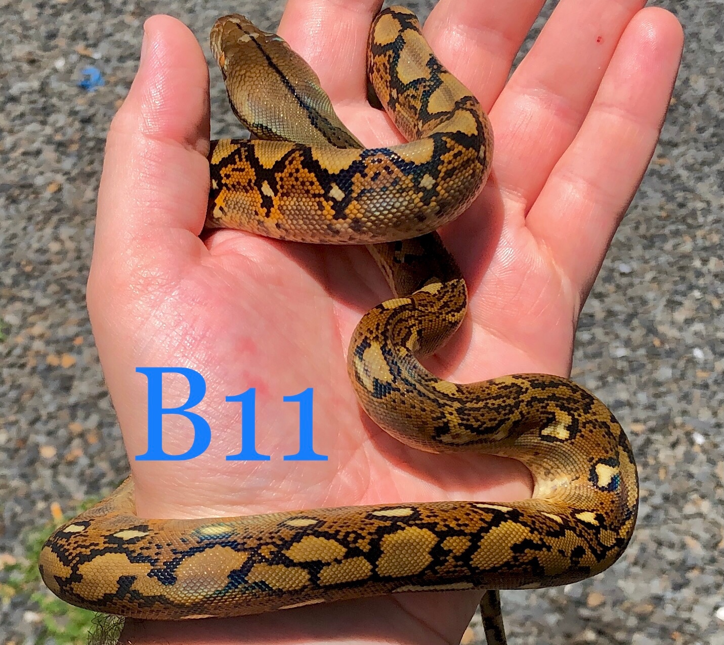 Het Orange Ghost Stripe Reticulated Python by Solid Snakes - MorphMarket