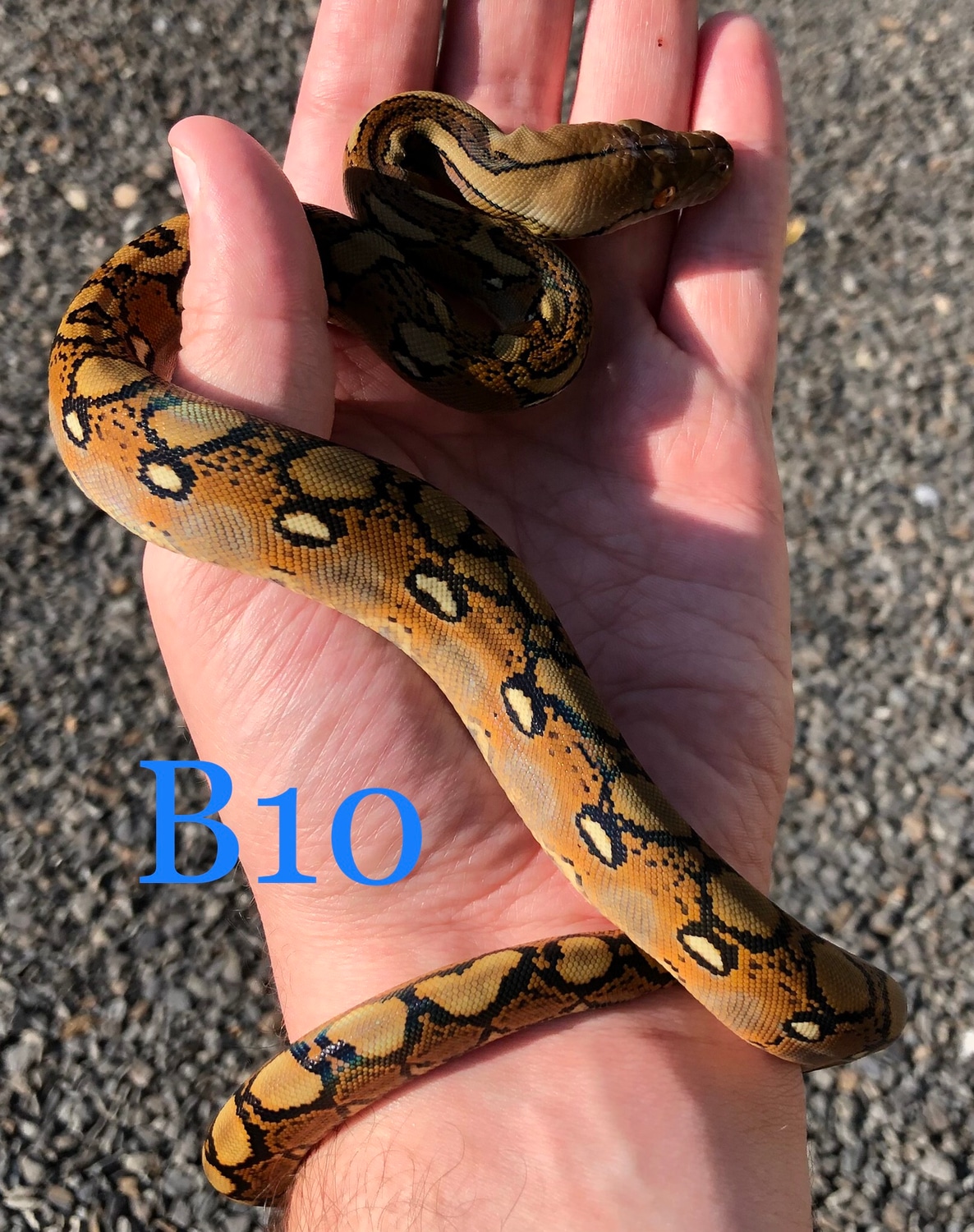 Het Orange Ghost Stripe Reticulated Python by Solid Snakes - MorphMarket