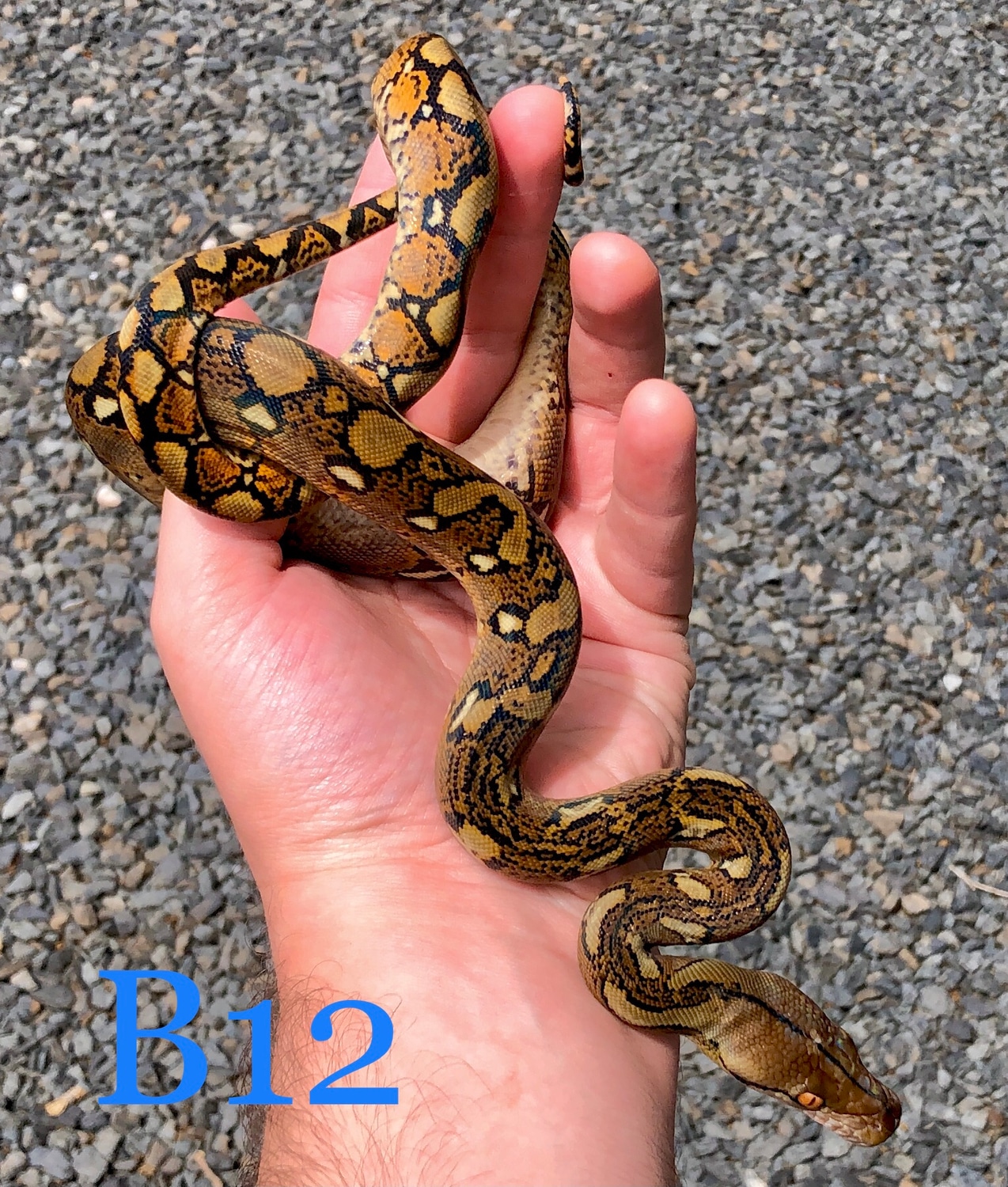 Het Orange Ghost Stripe Reticulated Python by Solid Snakes - MorphMarket