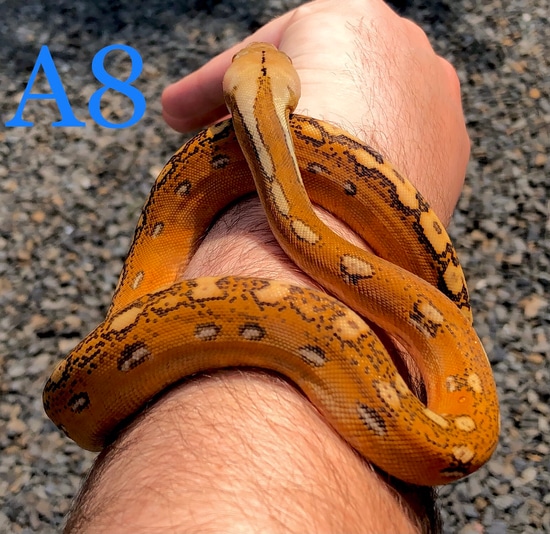 Orange Ghost Stripe Reticulated Python by Solid Snakes
