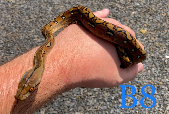 Het Orange Ghost Stripe Reticulated Python by Solid Snakes