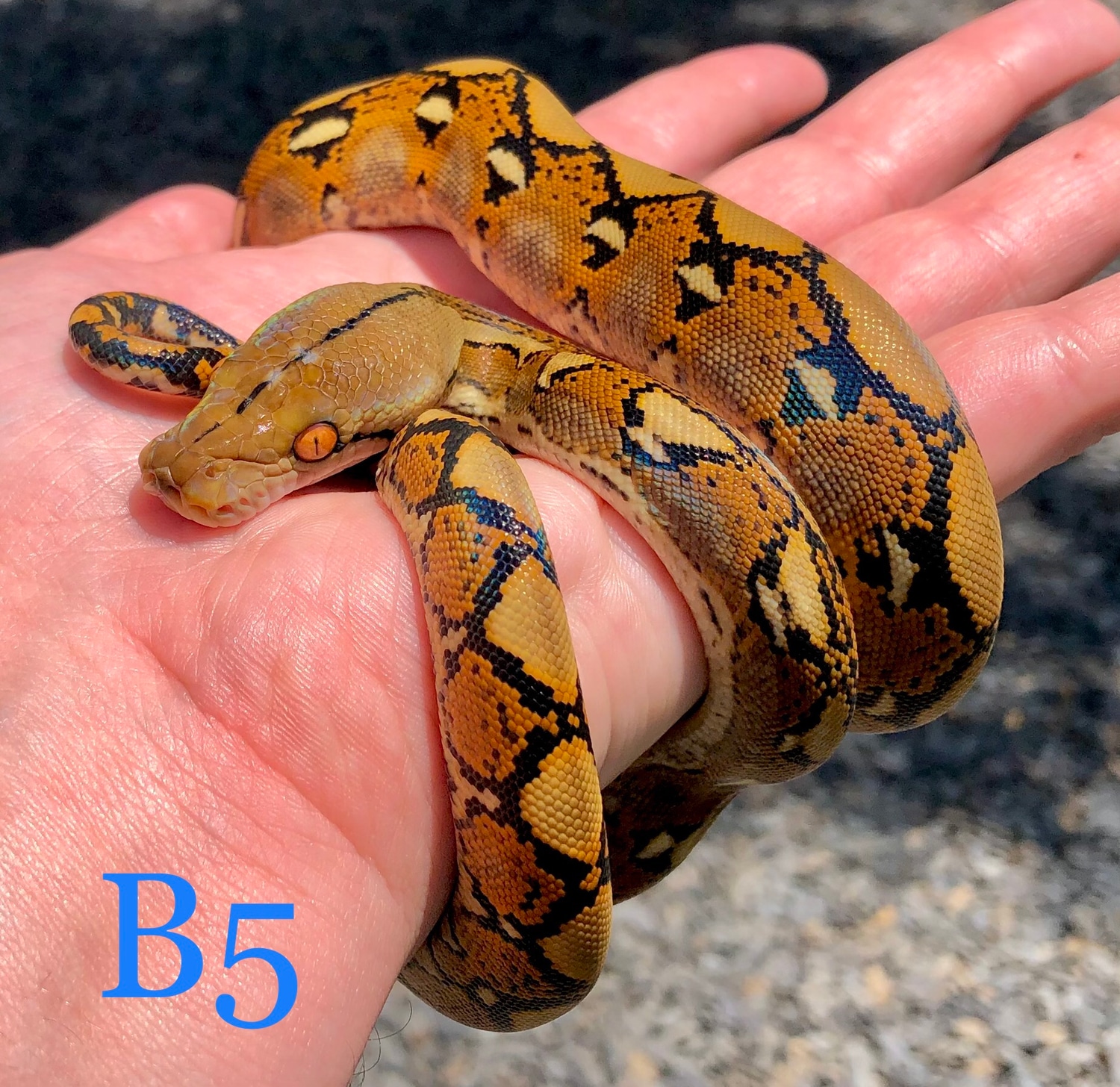 Het Orange Ghost Stripe Reticulated Python by Solid Snakes - MorphMarket