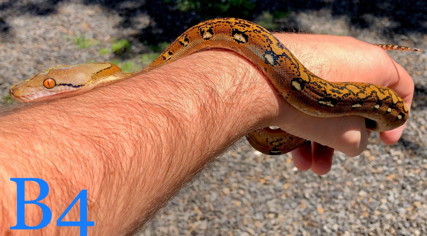 Het Orange Ghost Stripe Reticulated Python by Solid Snakes - MorphMarket