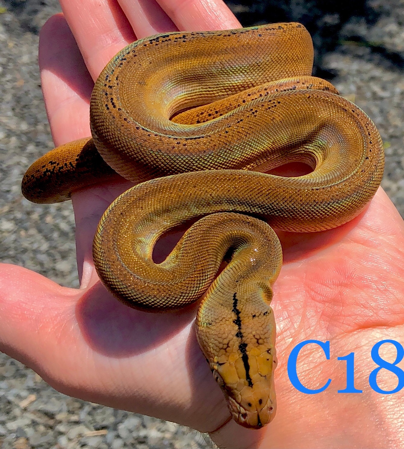 Platinum Goldenchild Het Orange Ghost Stripe Reticulated Python by ...