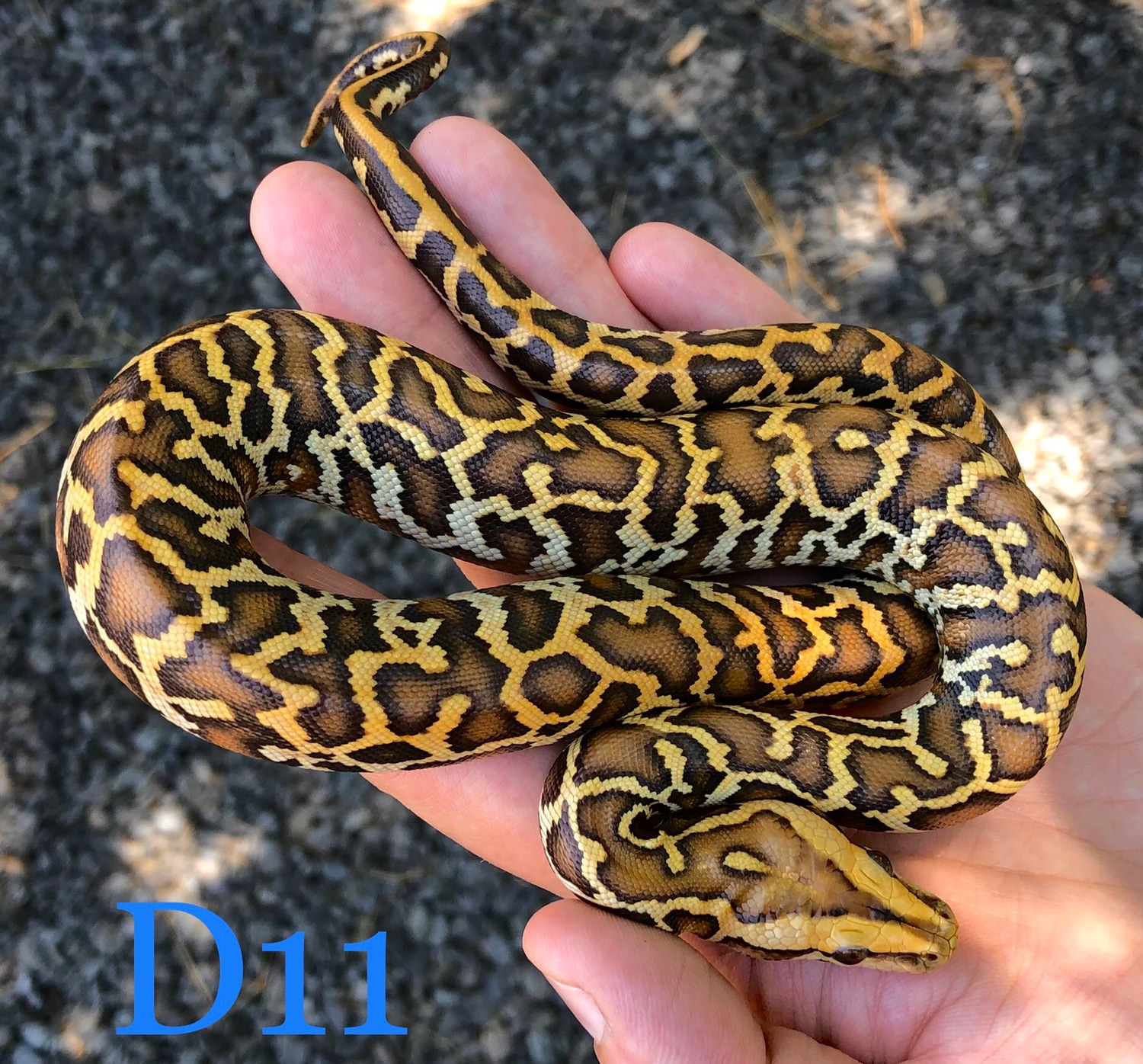 Caramel Het Granite Burmese Python by Solid Snakes - MorphMarket