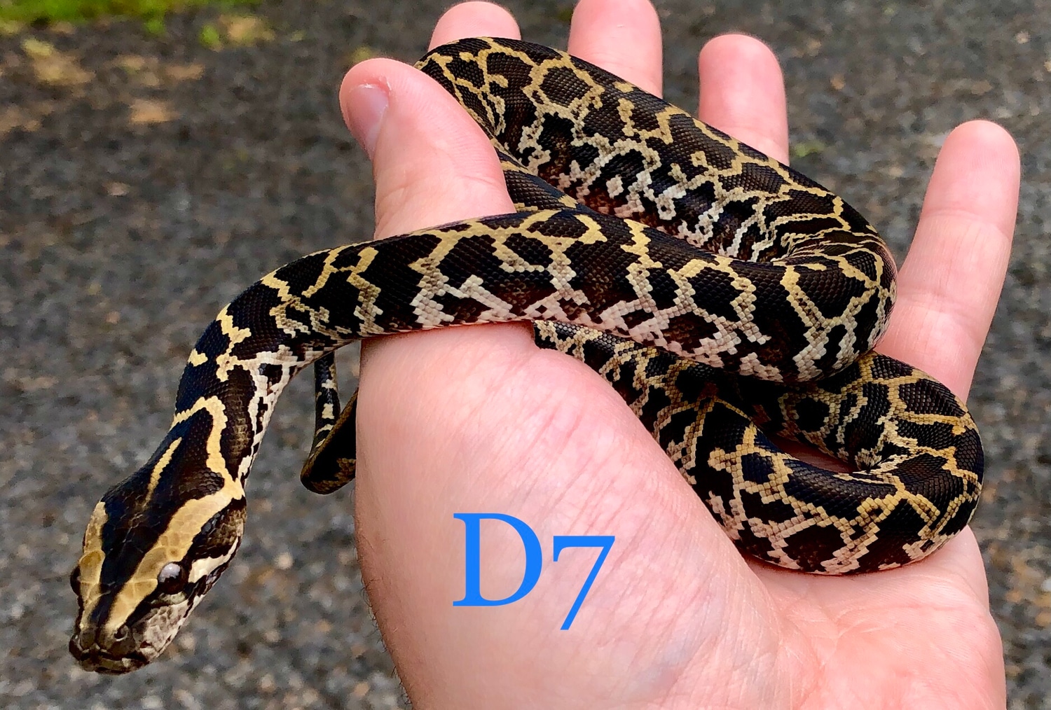 Double Het Caramel Granite Burmese Python by Solid Snakes - MorphMarket