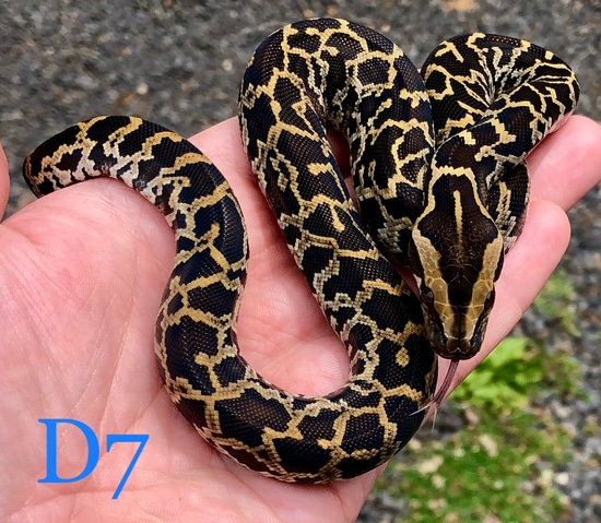Double Het Caramel Granite Burmese Python by Solid Snakes