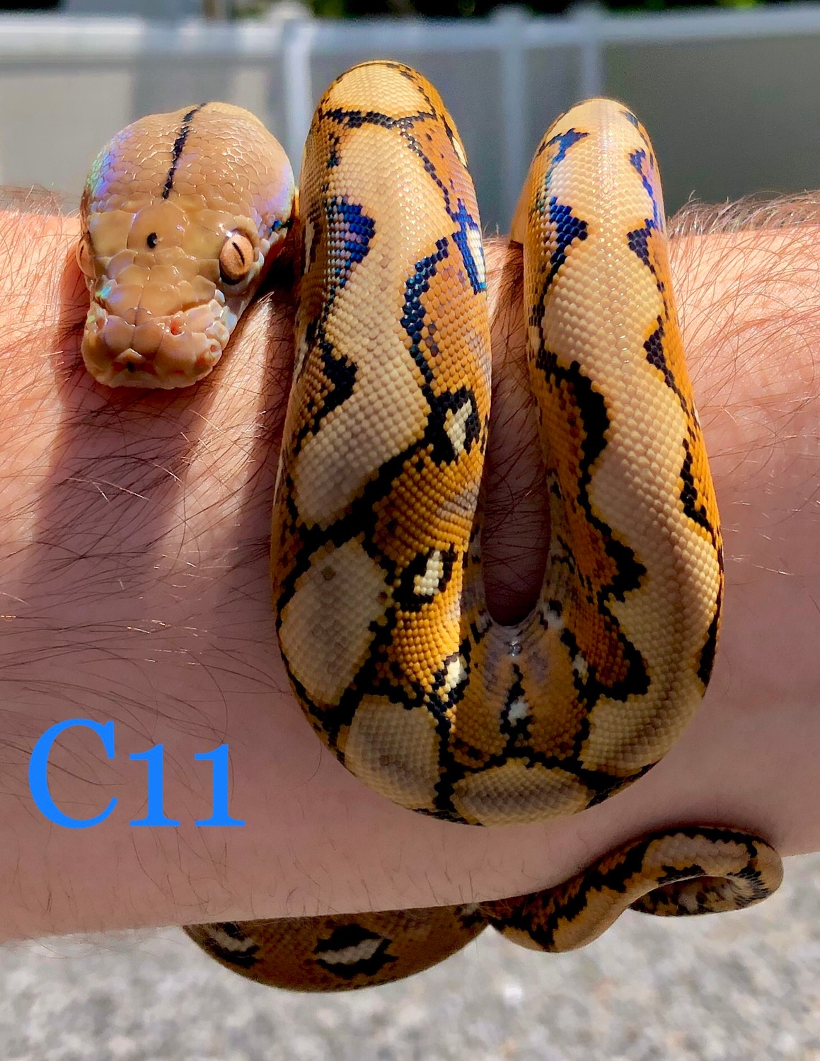 Platinum Het Orange Ghost Stripe Reticulated Python by Solid Snakes ...