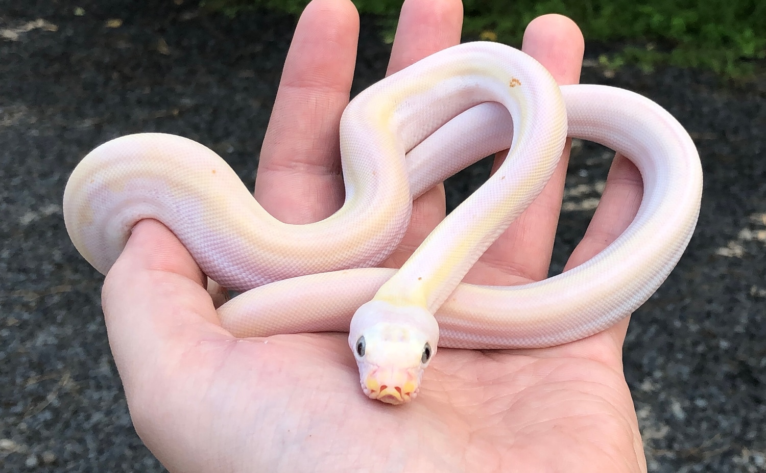 Cow Possible Tiger Reticulated Python by Solid Snakes - MorphMarket