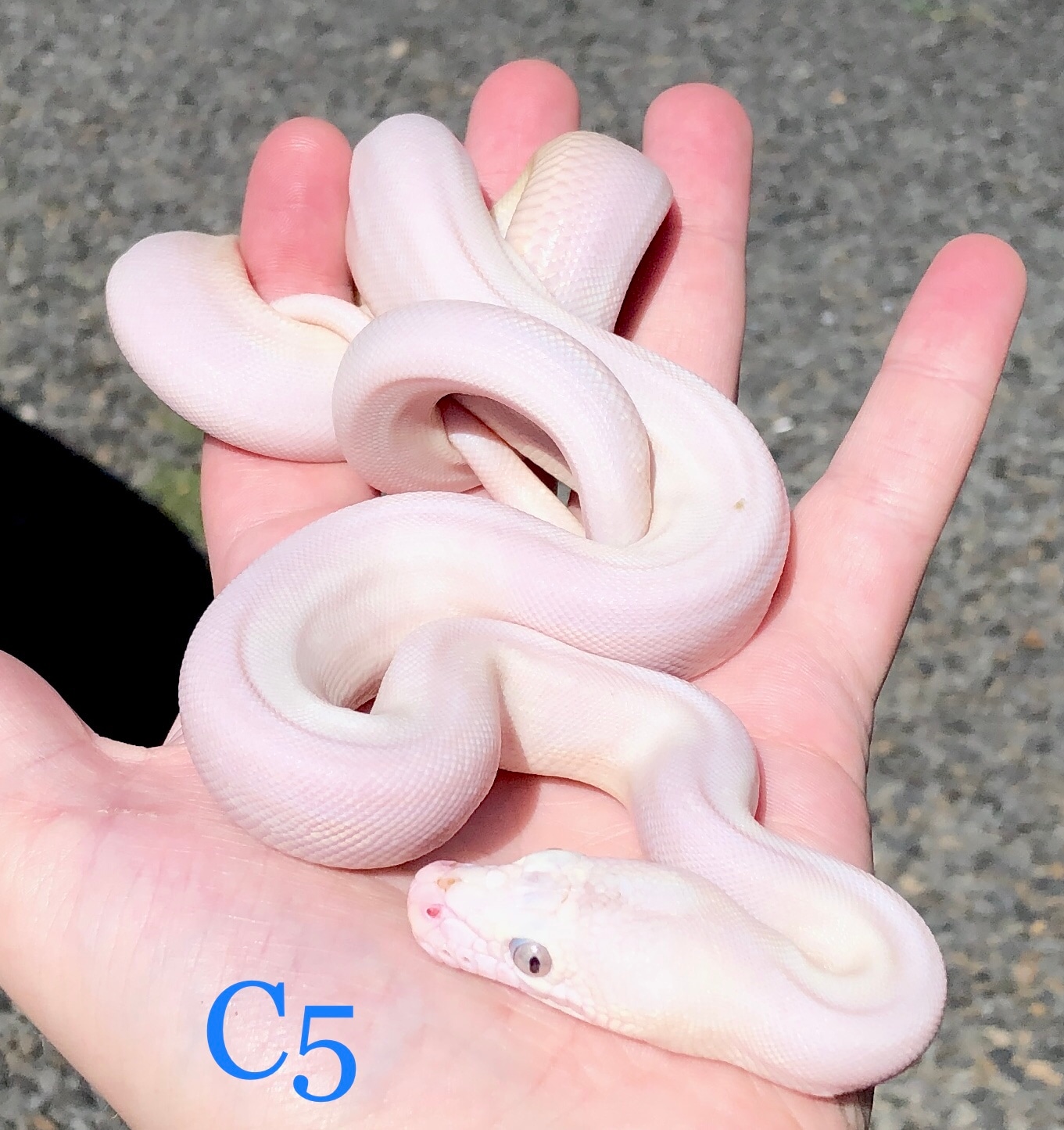 Goldenchild Cow Possible Platinum Reticulated Python by Solid Snakes ...