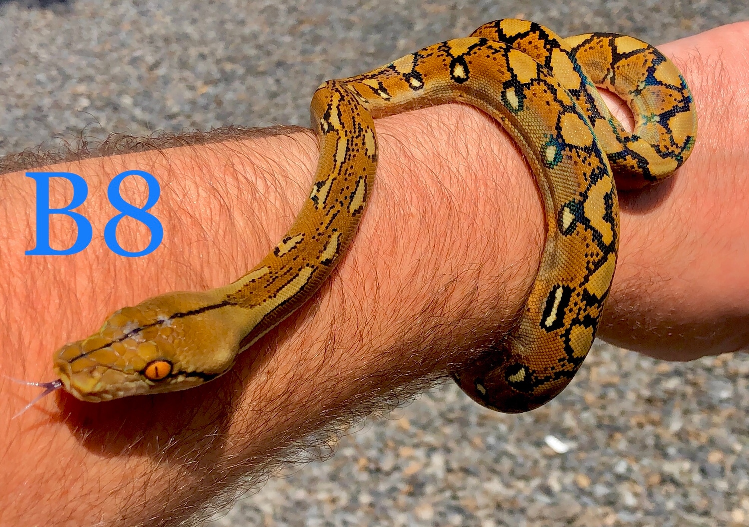 Het Orange Ghost Stripe Reticulated Python by Solid Snakes - MorphMarket