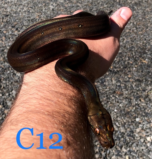 Goldenchild Het Orange Ghost Stripe Reticulated Python by Solid Snakes