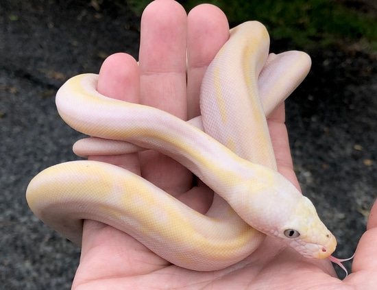 Cow Possible Tiger Reticulated Python by Solid Snakes