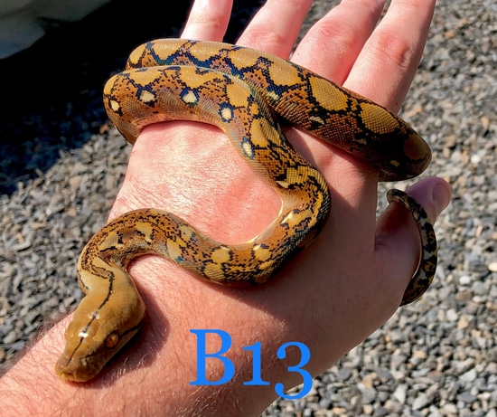 Het Orange Ghost Stripe Reticulated Python by Solid Snakes