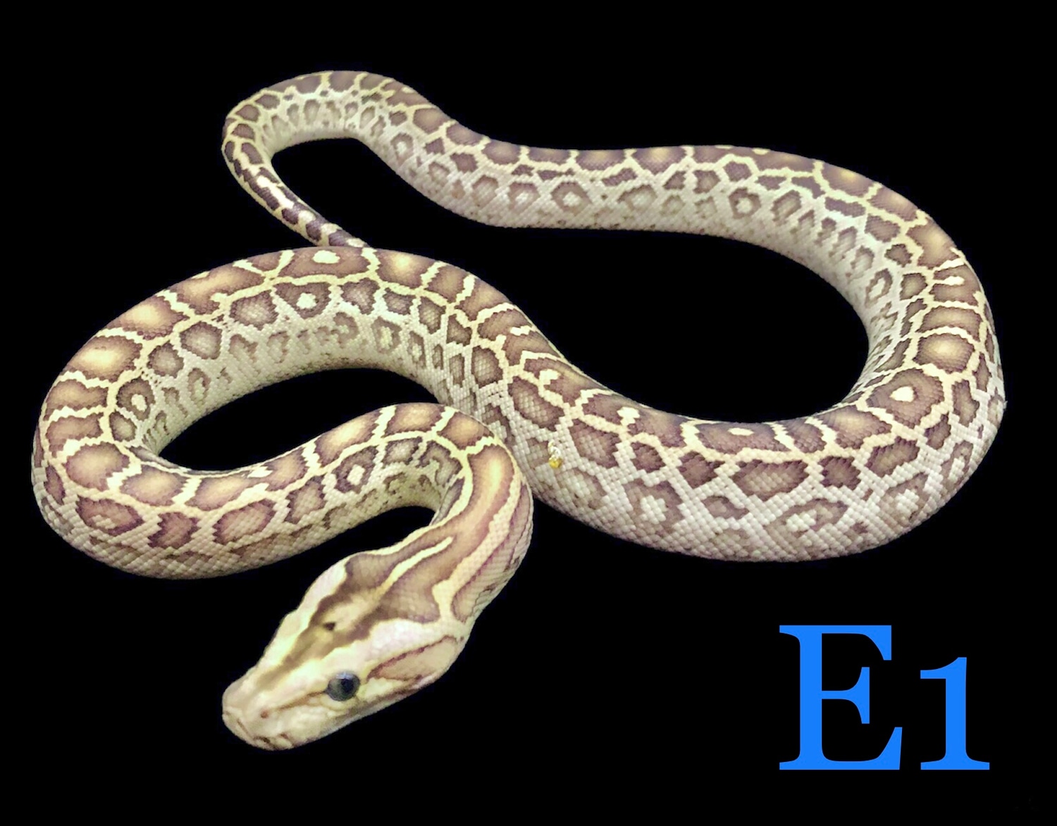 Hypo Het Caramel /granite Poss Het Green Burmese Python by Solid Snakes ...