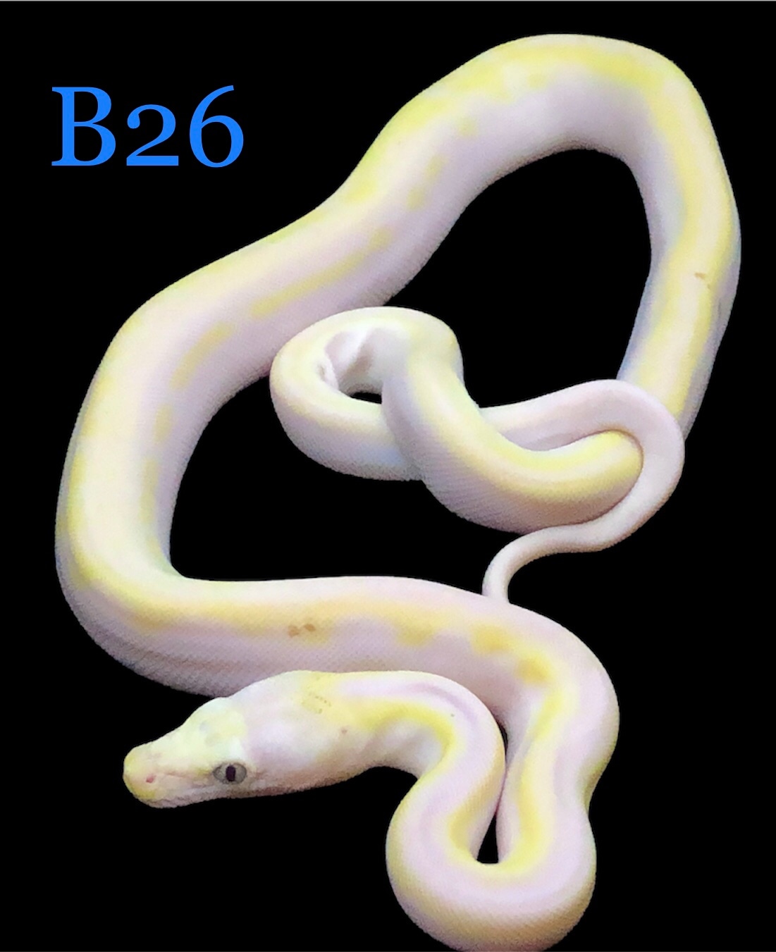 Cow Possible Tiger Reticulated Python by Solid Snakes - MorphMarket