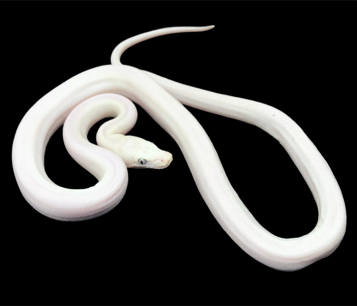 SALE Goldenchild Cow Possible Platinum Reticulated Python by Solid ...