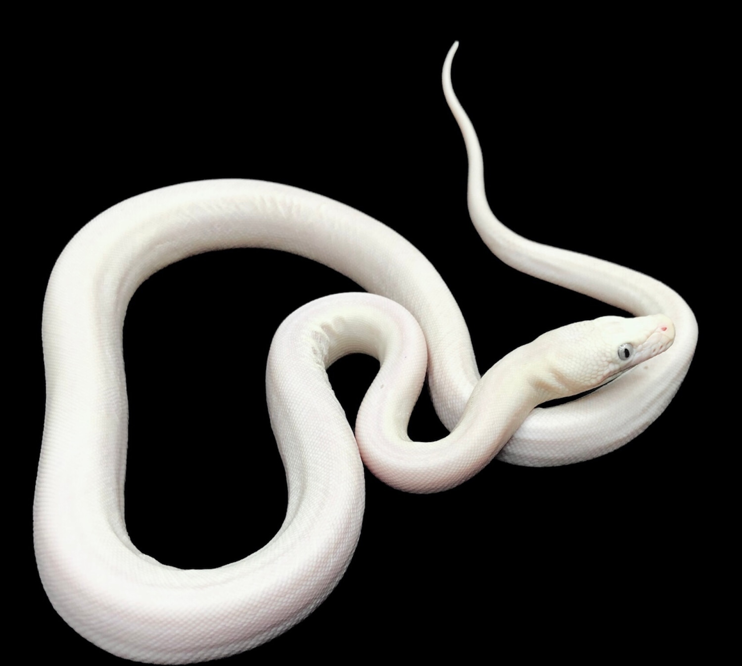 SALE Goldenchild Cow Possible Platinum Reticulated Python by Solid ...