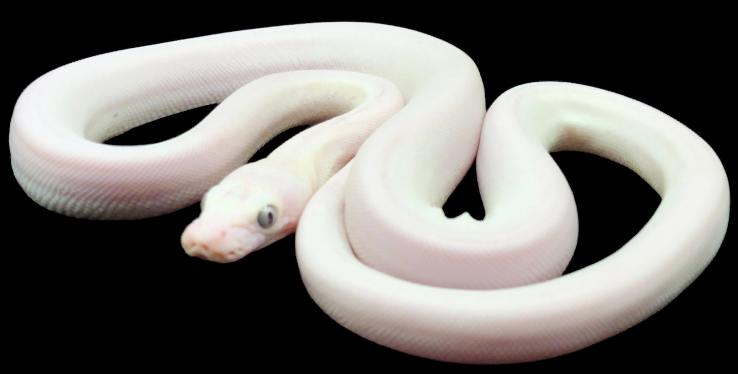 SALE Goldenchild Cow Possible Platinum Reticulated Python by Solid ...