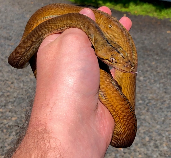 SALE Platinum Goldenchild Het Orange Ghost Stripe Reticulated Python by ...