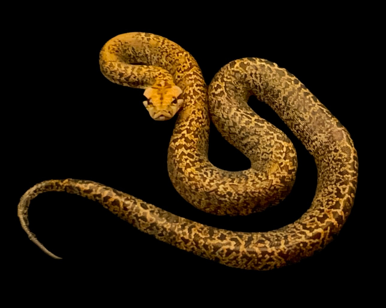 Granite Het Caramel Poss Het Green Burmese Python by Solid Snakes ...