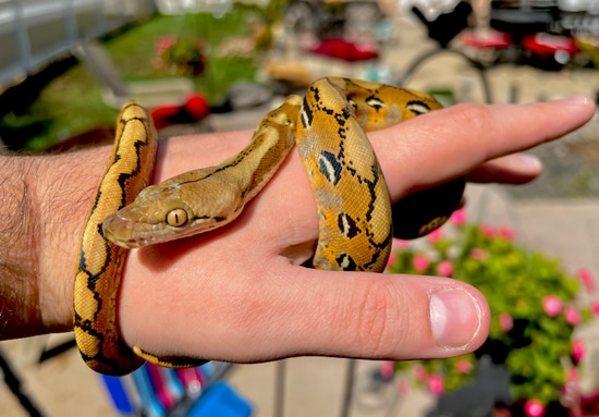 Platinum Het Orange Ghost Stripe Reticulated Python by Solid Snakes