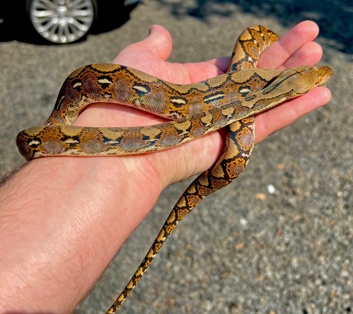 Het Orange Ghost Stripe Reticulated Python by Solid Snakes - MorphMarket