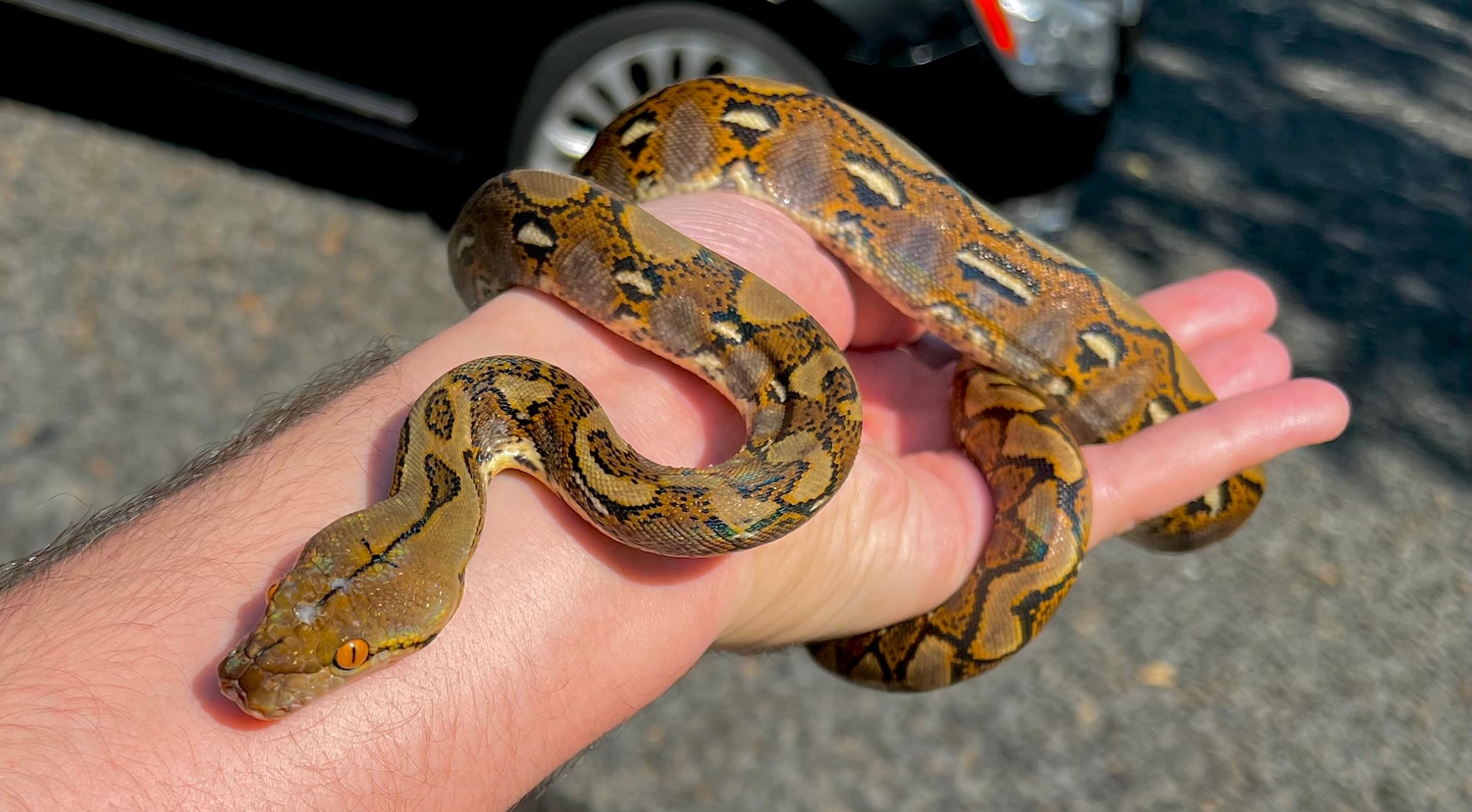 Het Orange Ghost Stripe Reticulated Python by Solid Snakes - MorphMarket
