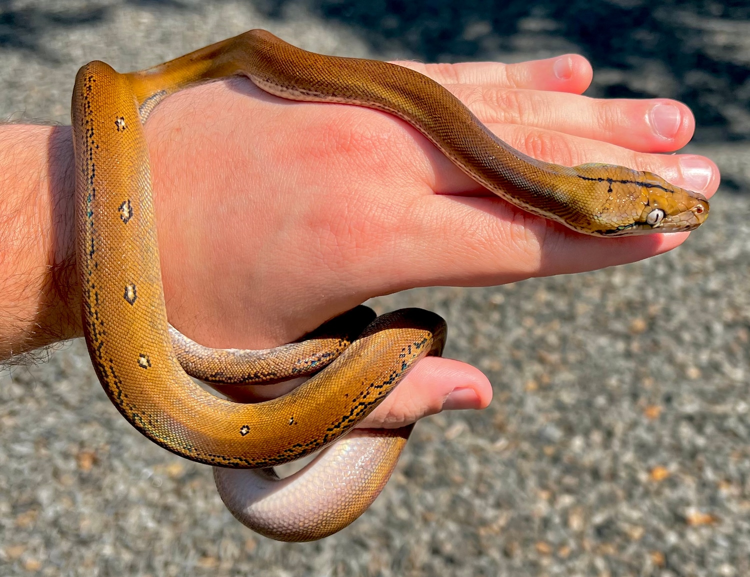 Platinum Goldenchild Het Orange Ghost Stripe Reticulated Python by ...