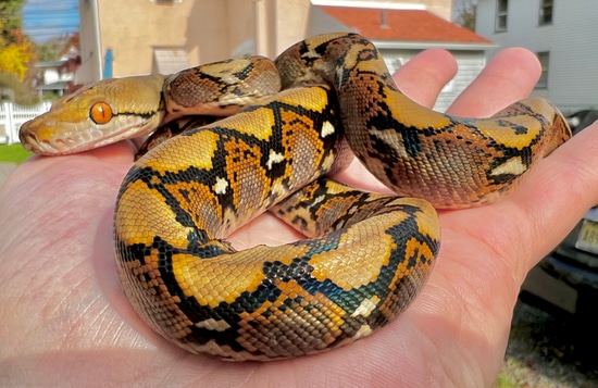 Black Friday Sale Het Orange Ghost Stripe Reticulated Python by Solid ...