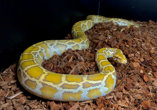 Caramel Burmese Python by Solid Snakes